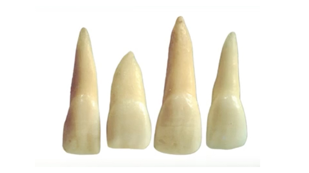 Facial Proportion and Profile in Dental Esthetics | Spear Education